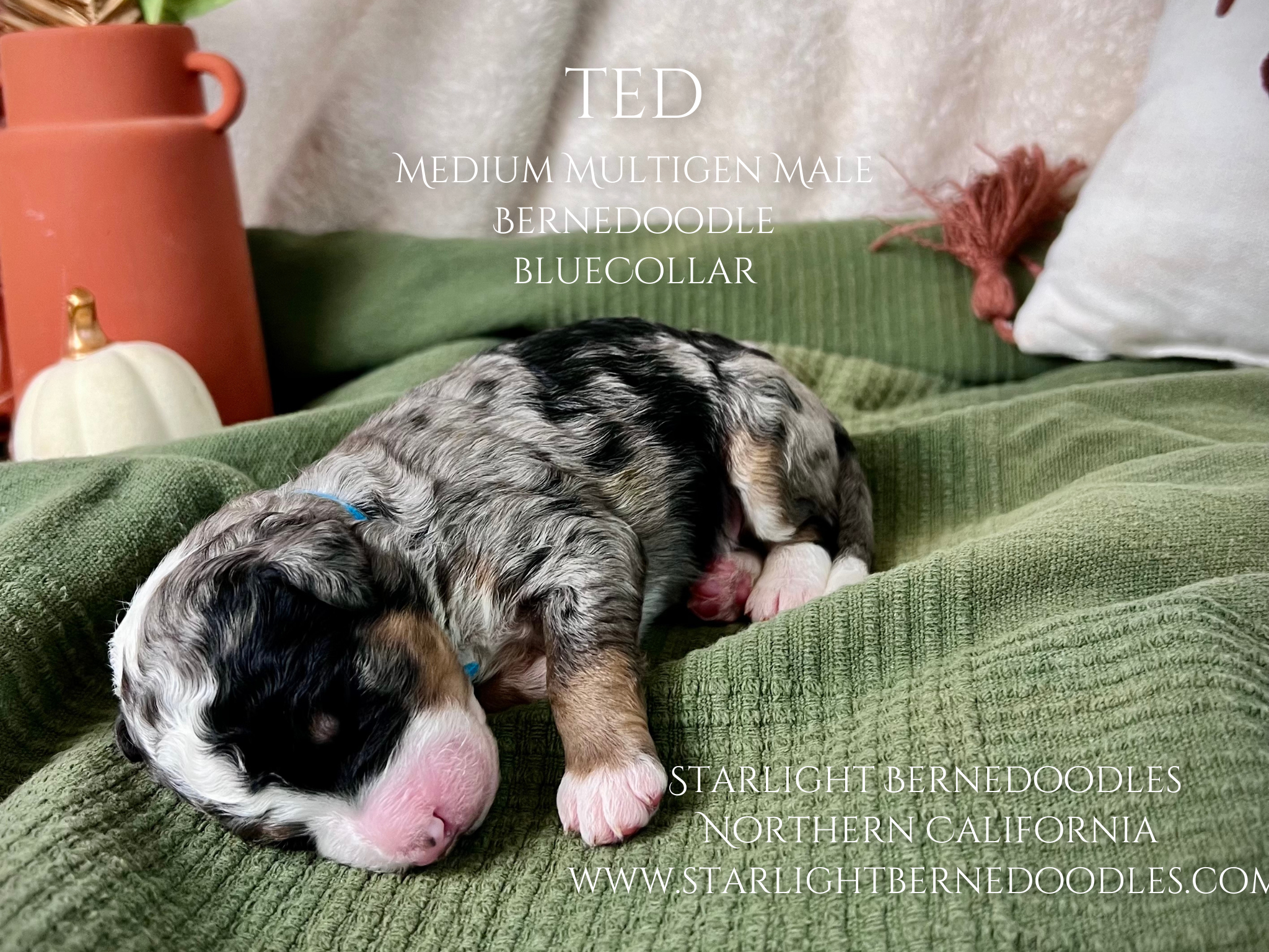 Exploring the Colorful World of Bernedoodles