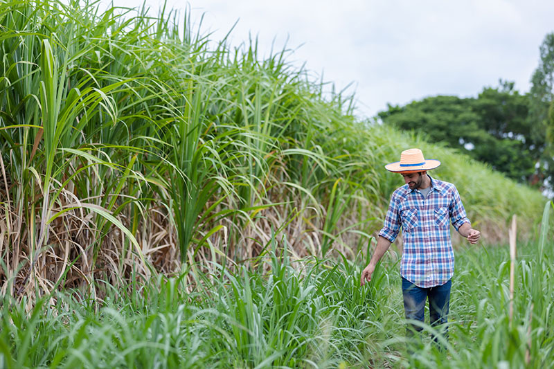 Sugar Cane Strategic Recovery