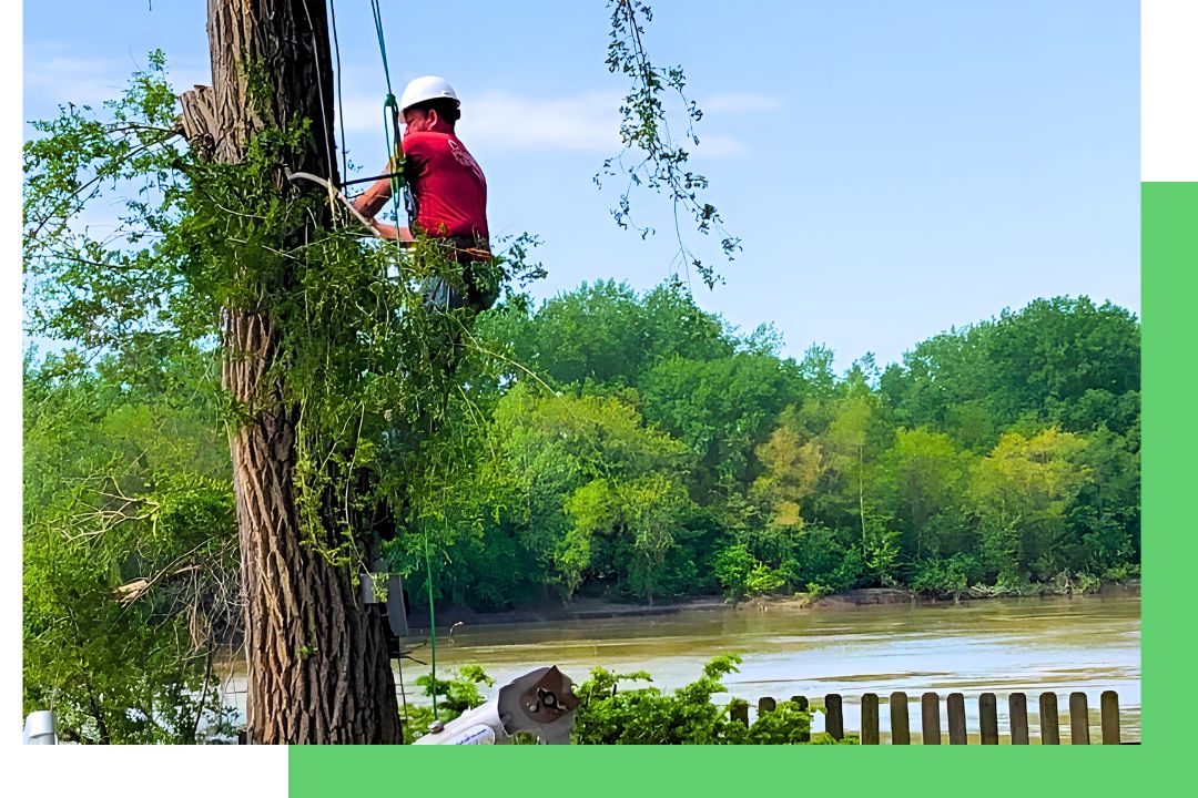 Clark Tree Service | Expert Tree Care in Kansas City