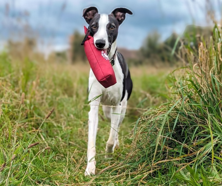 Whippet Dog Training & Behaviour Solutions | Online