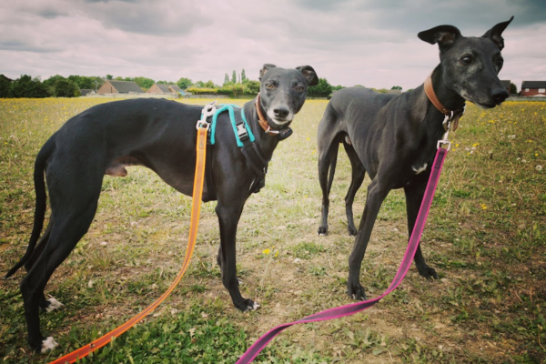 Tips For Training Your Reactive Whippet