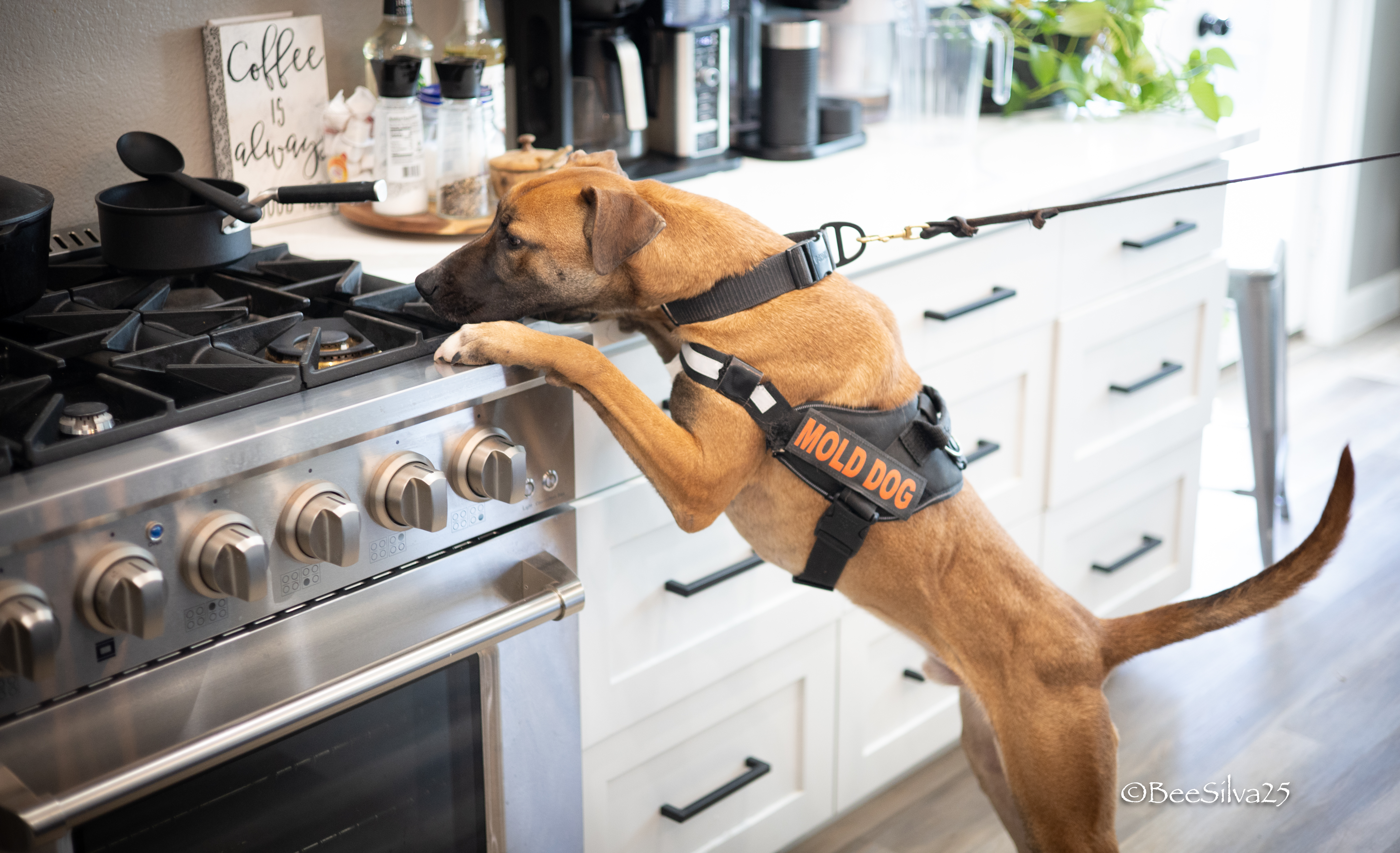 Mold Dog Knows | K9 Mold Detection for a Healthy Home