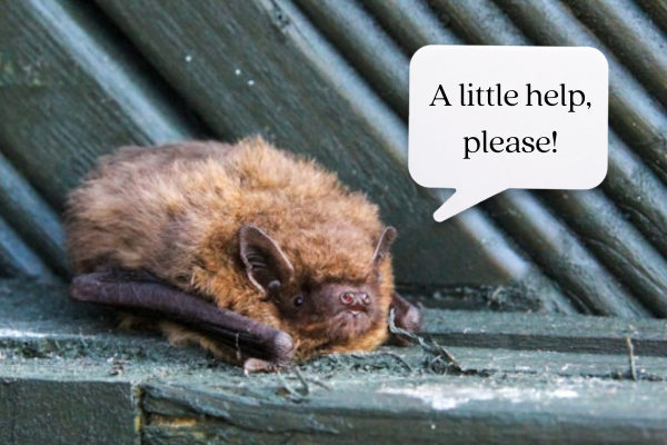 Bat Conservation: Why Bats Need Our Help More Than Ever