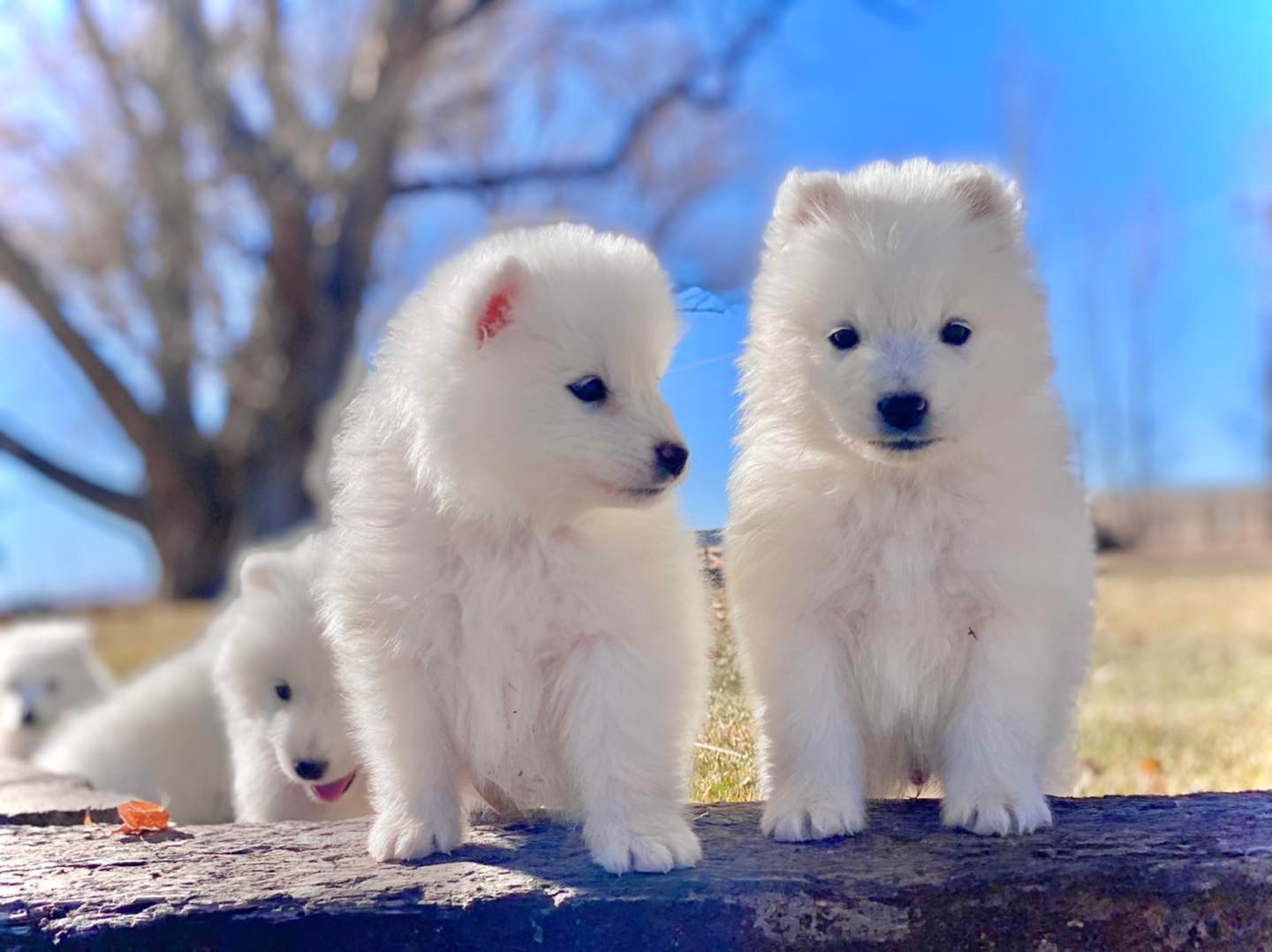 Samoyeds Of Colorado