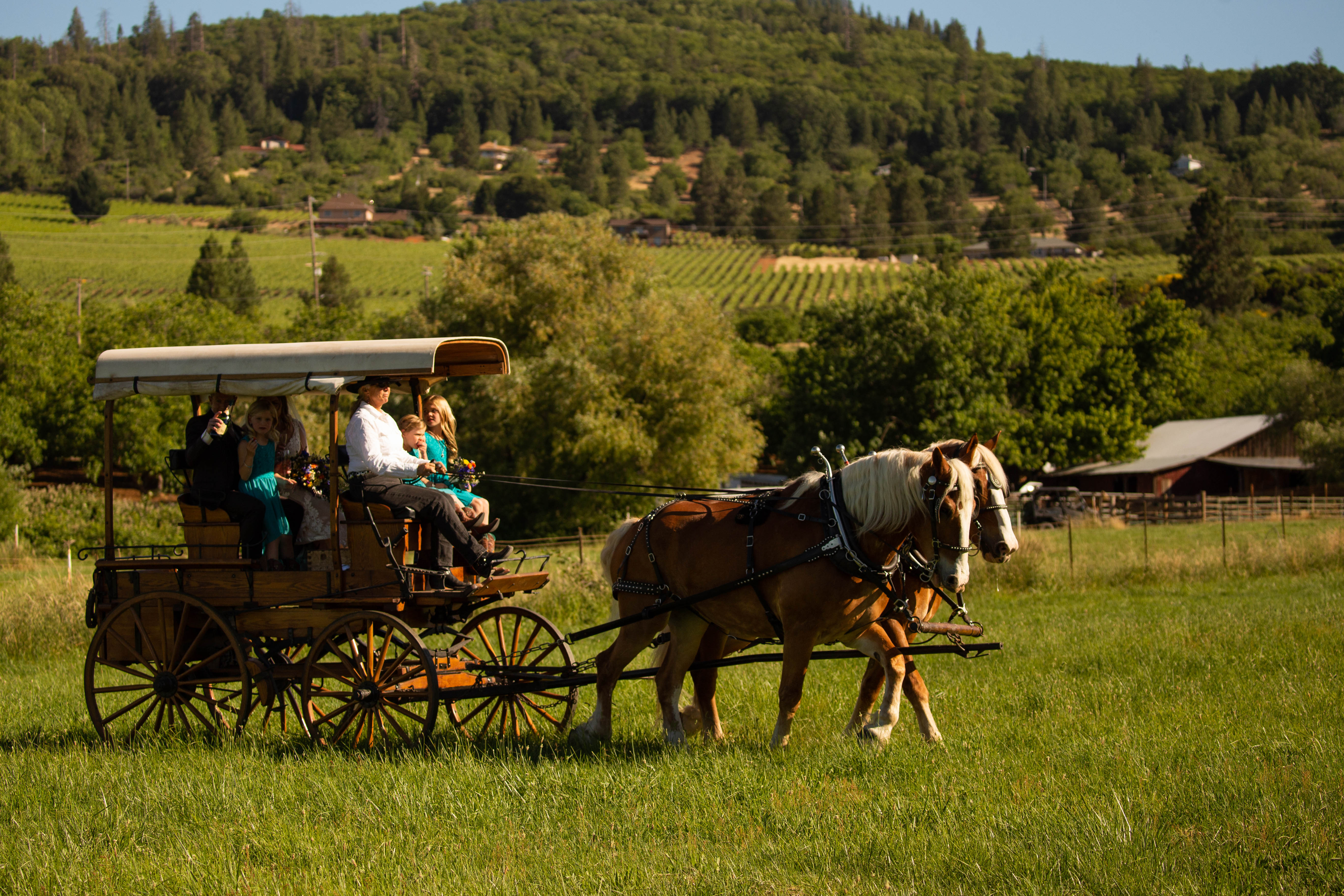 2 Hour Ranch Rides at Live Oak Belgians