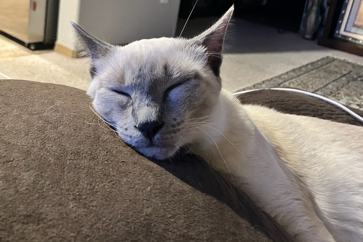 Siamese Kittens for Sale | World Class Pure Bred Siamese