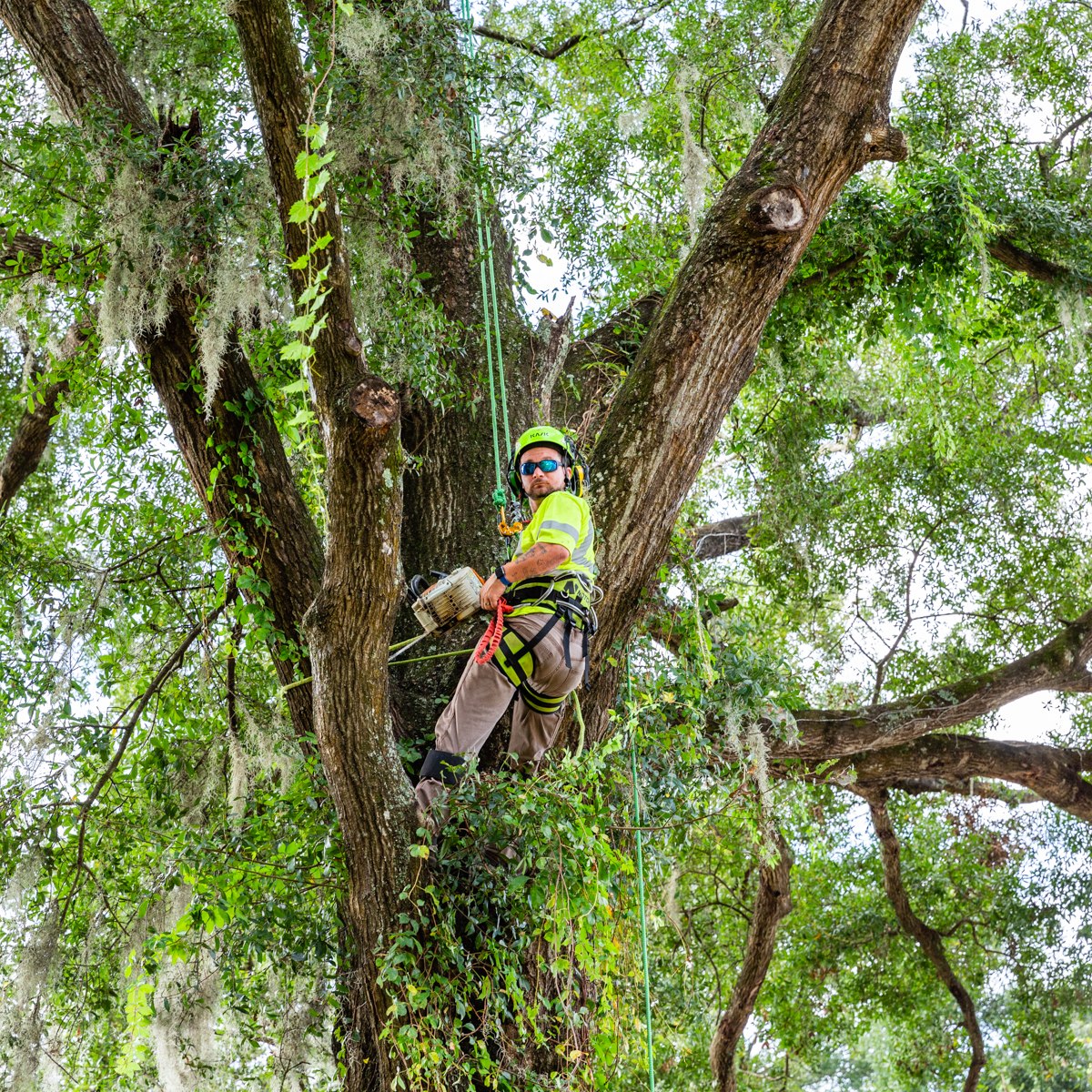 Professional Tree Trimming in Greater Gainesville, FL