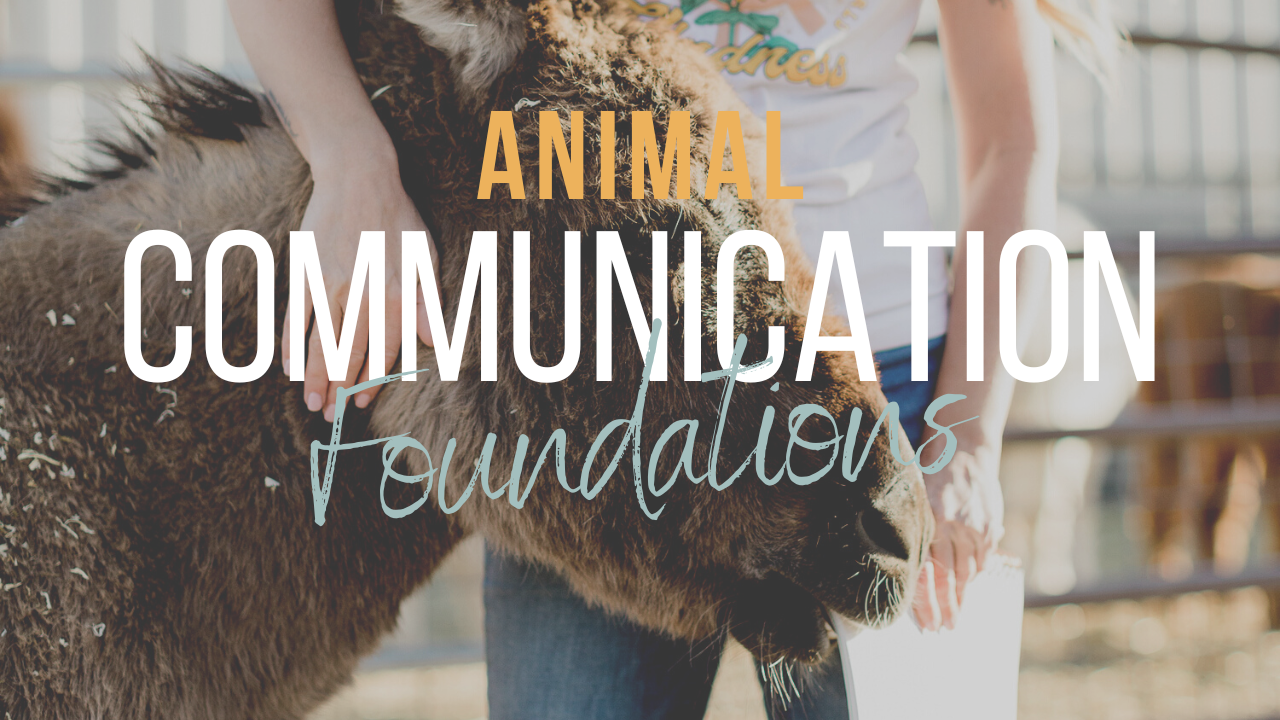Animal Communication Foundations