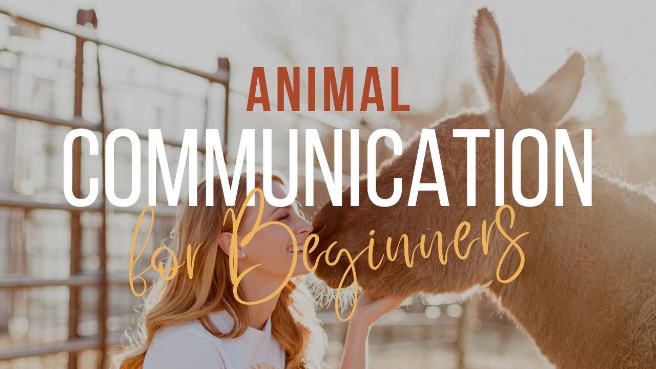Animal Communication for Beginners