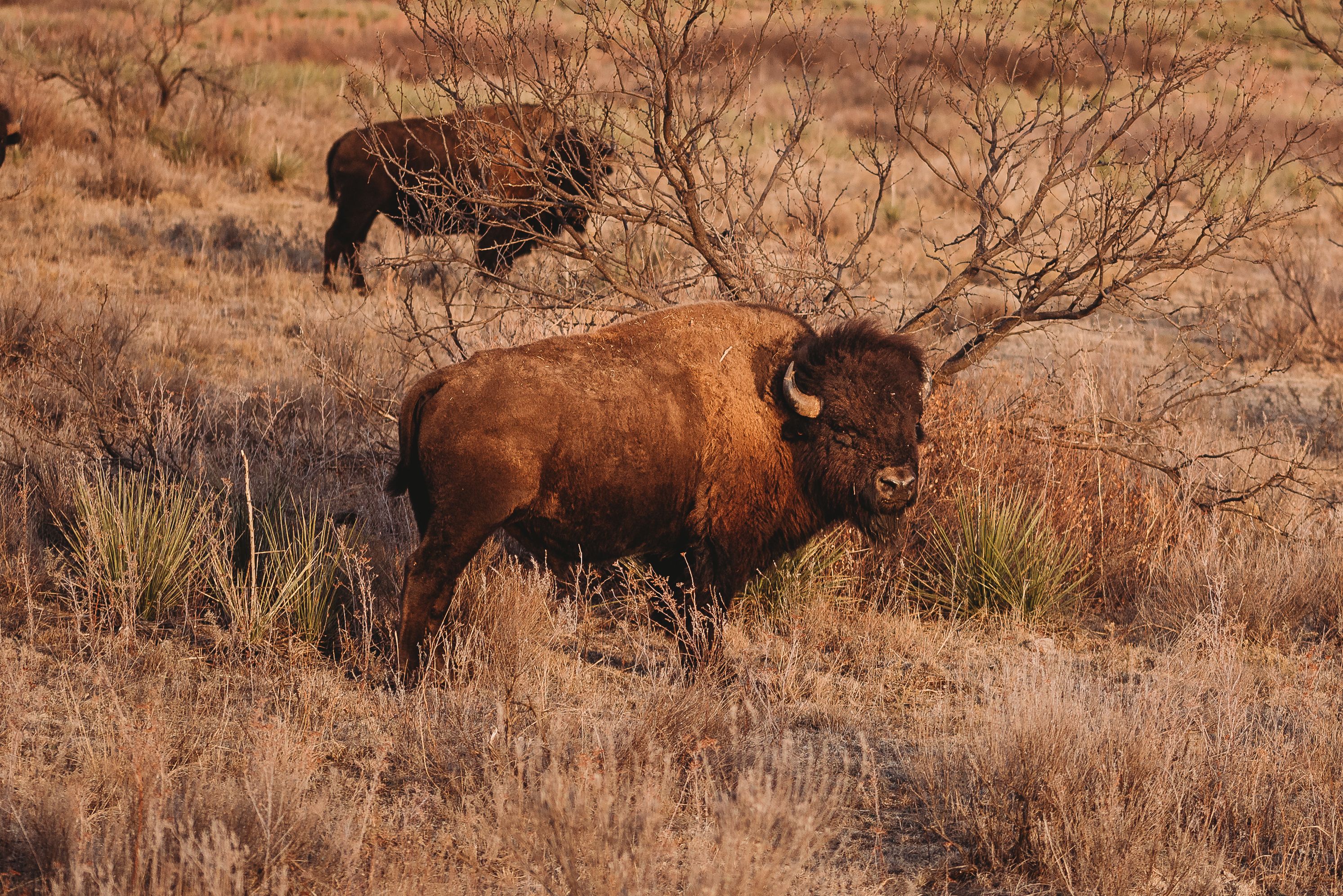 Bison