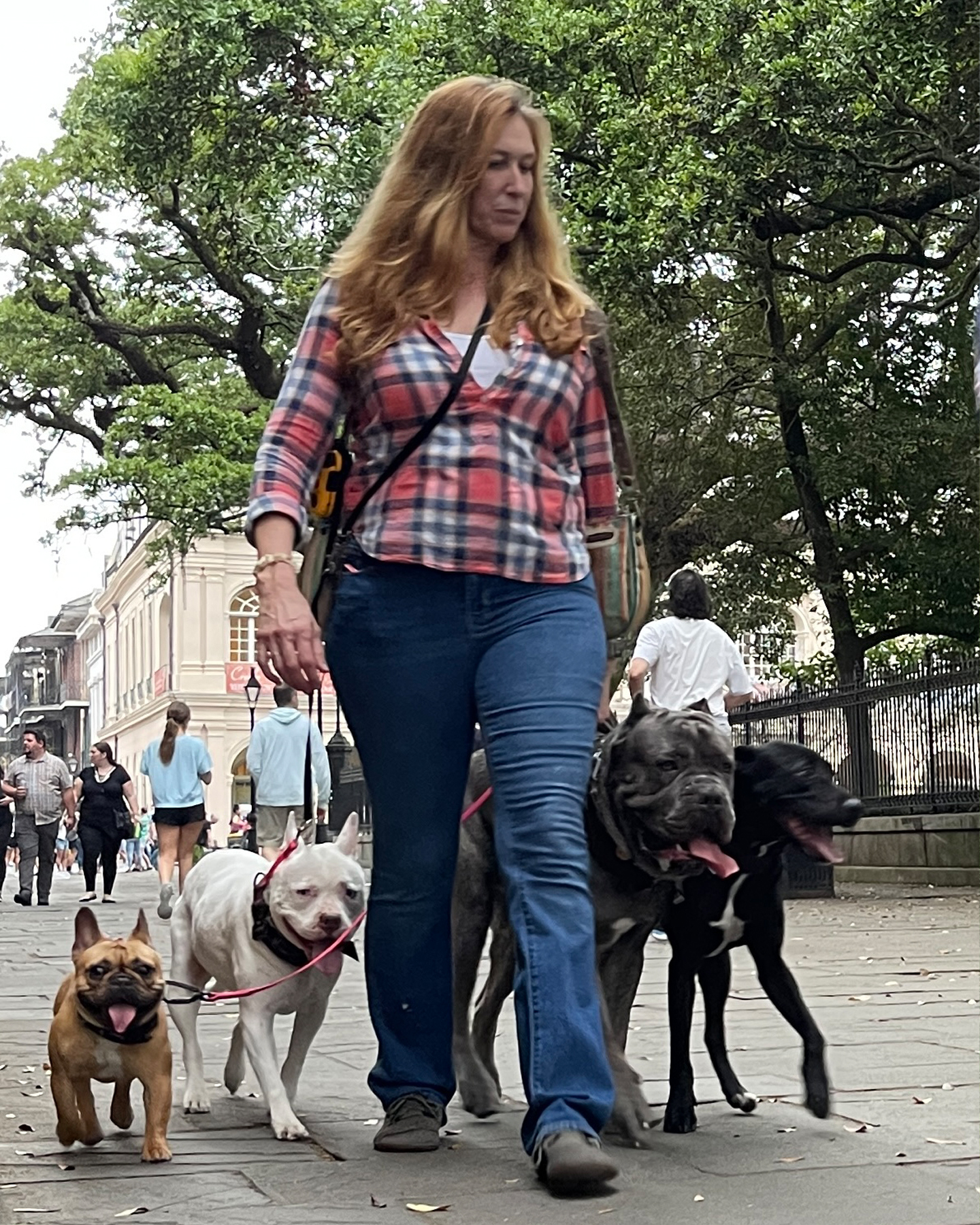 Effective Dog Obedience Training | Establish Control and Harmony