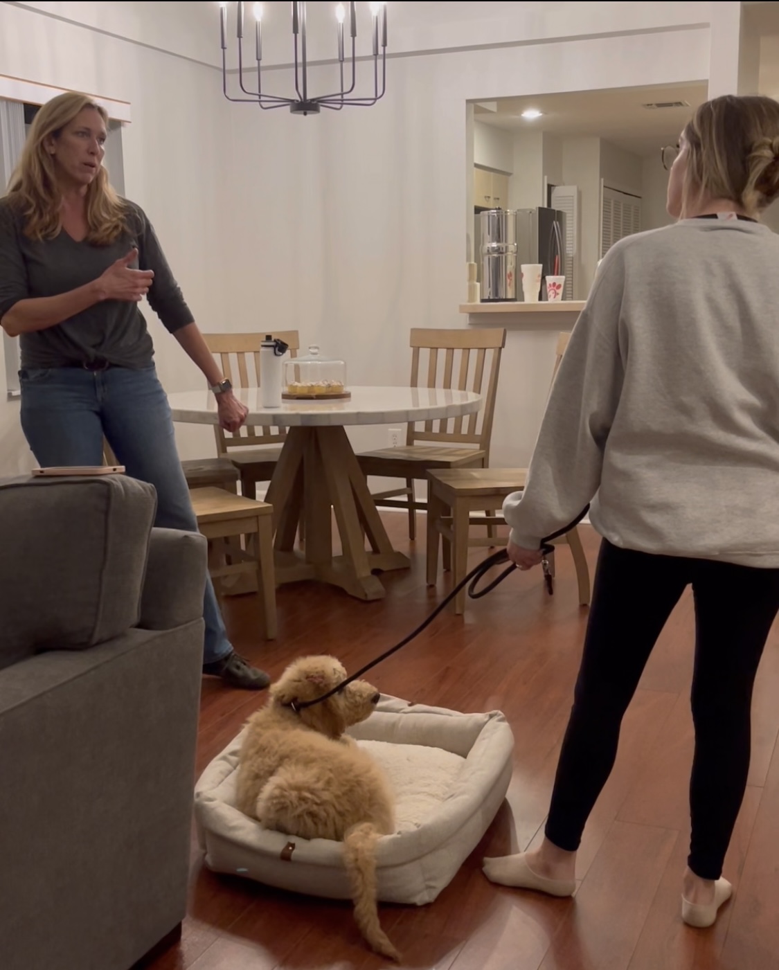 Effective Dog Obedience Training | Establish Control and Harmony