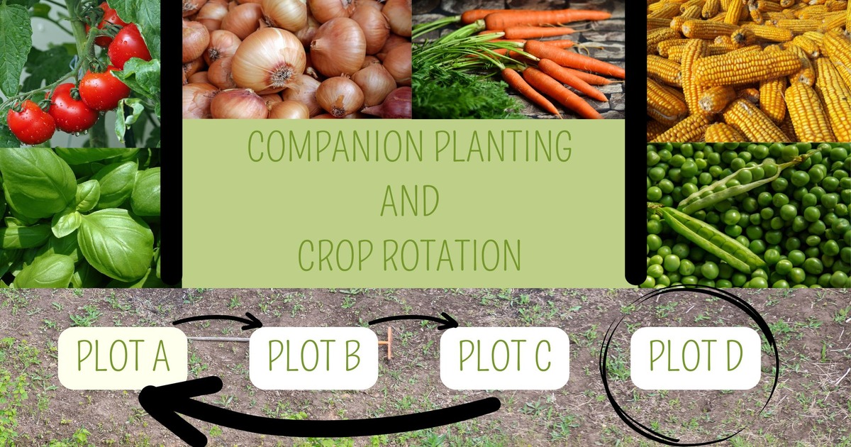 Companion Planting & Crop Rotation Webinar | Simple Step-by-Step Techniques