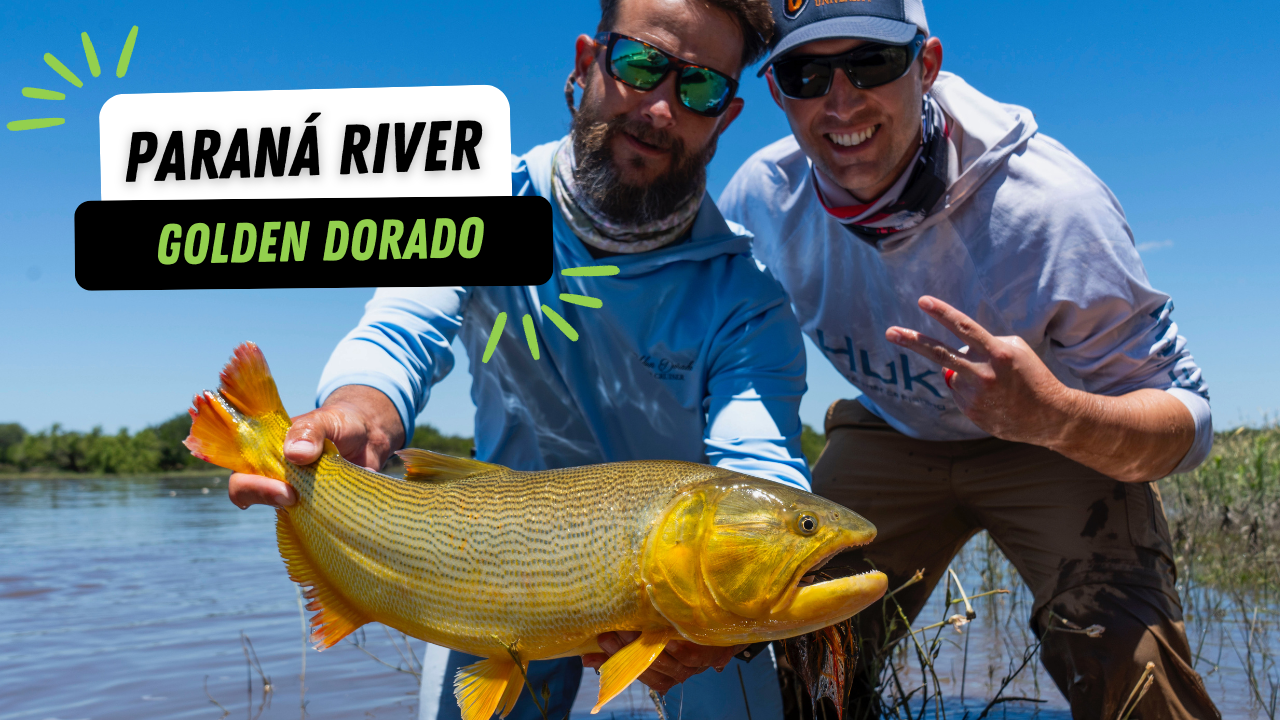 Golden Dorado Fishing | Paraná River, Argentina