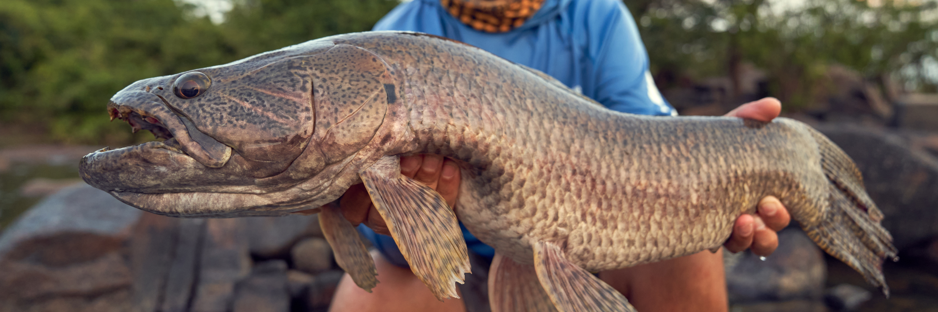 Traíra & Trairão/Wolf Fish Species Guide | Acute Angling