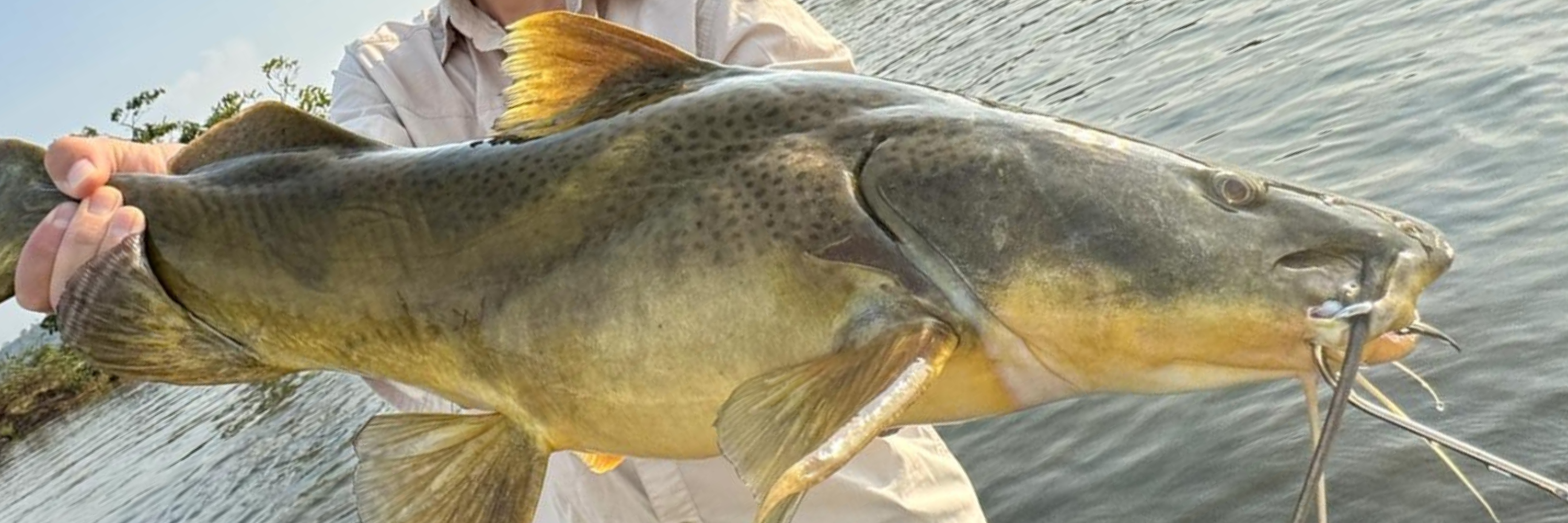 Jaú Catfish Species Guide | Acute Angling