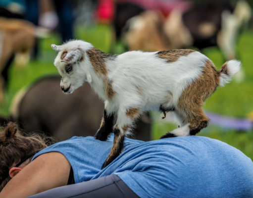 Goat Yoga Toronto – Fun, Laughter & Goats | Book Your Spot Today!