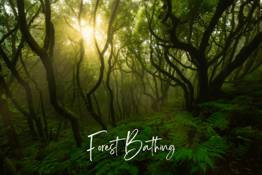 What is Forest Bathing?
