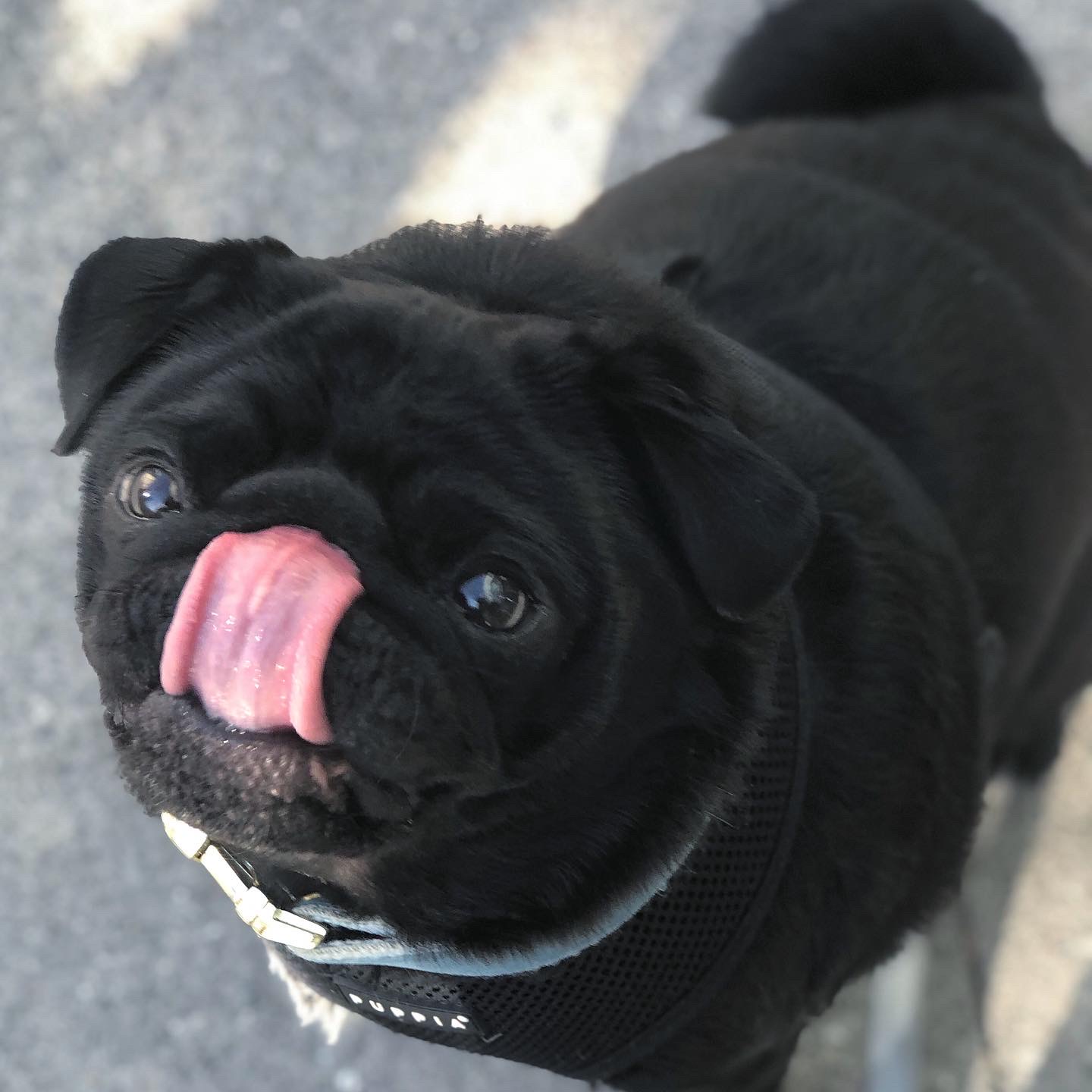 Homemade Dog Recipes Approved by Momo the Pug