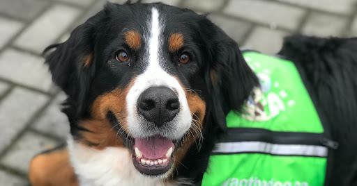 Rights Vs Responsibilities: A Balancing Act For Service Dogs