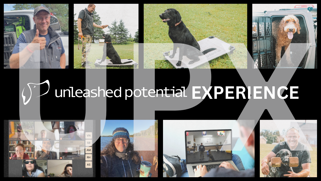 Unleashed Potential Experience (UPX)