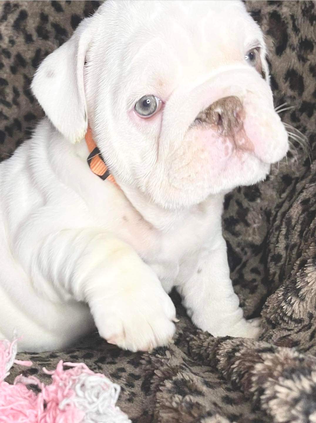 English Bulldog Puppies in Texas – Healthy, Vet‑Checked