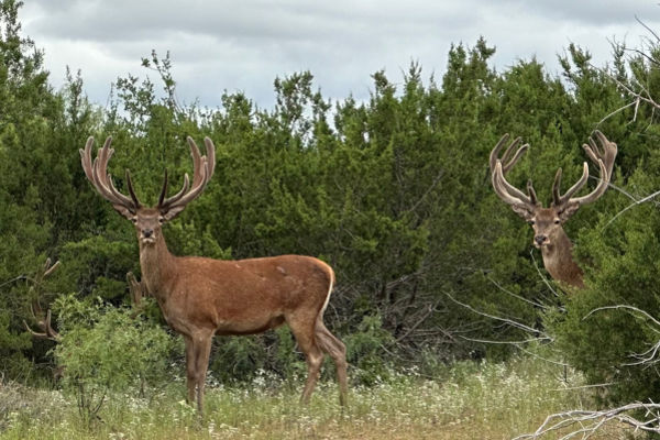 Hunting Red Stag in Texas