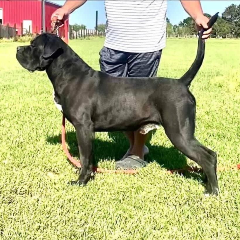 About Phantom Corsos | Cane Corso Texas Breeders