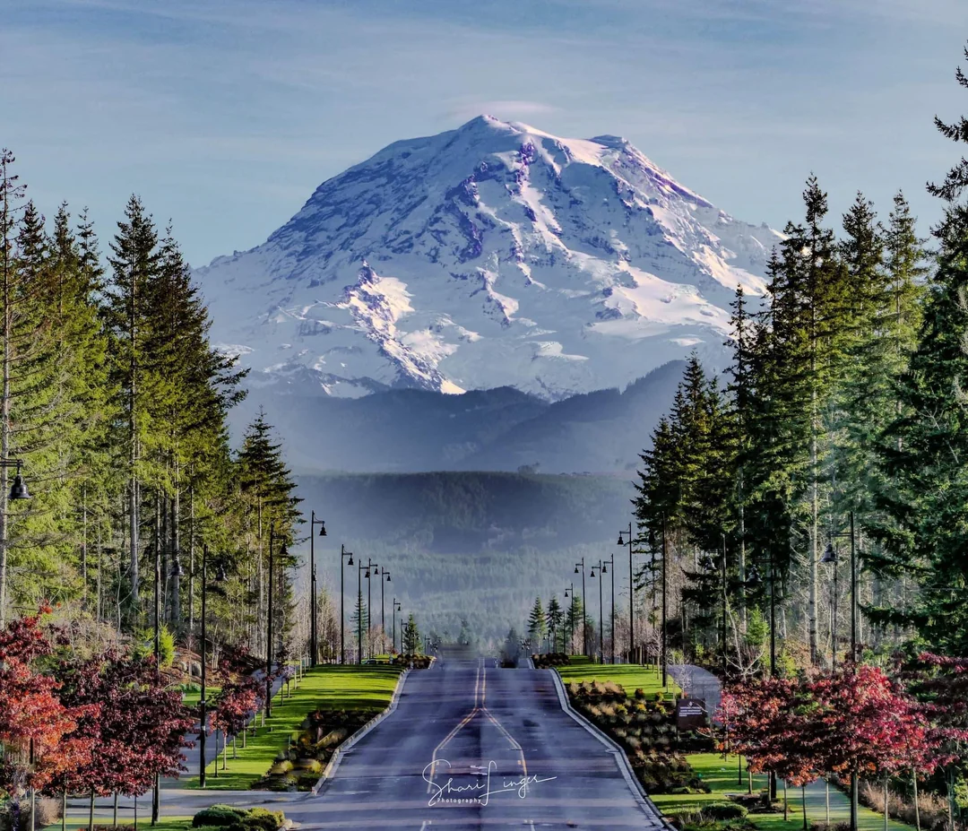 Bonney Lake Tree Service: Trimming, Removal, Arborist