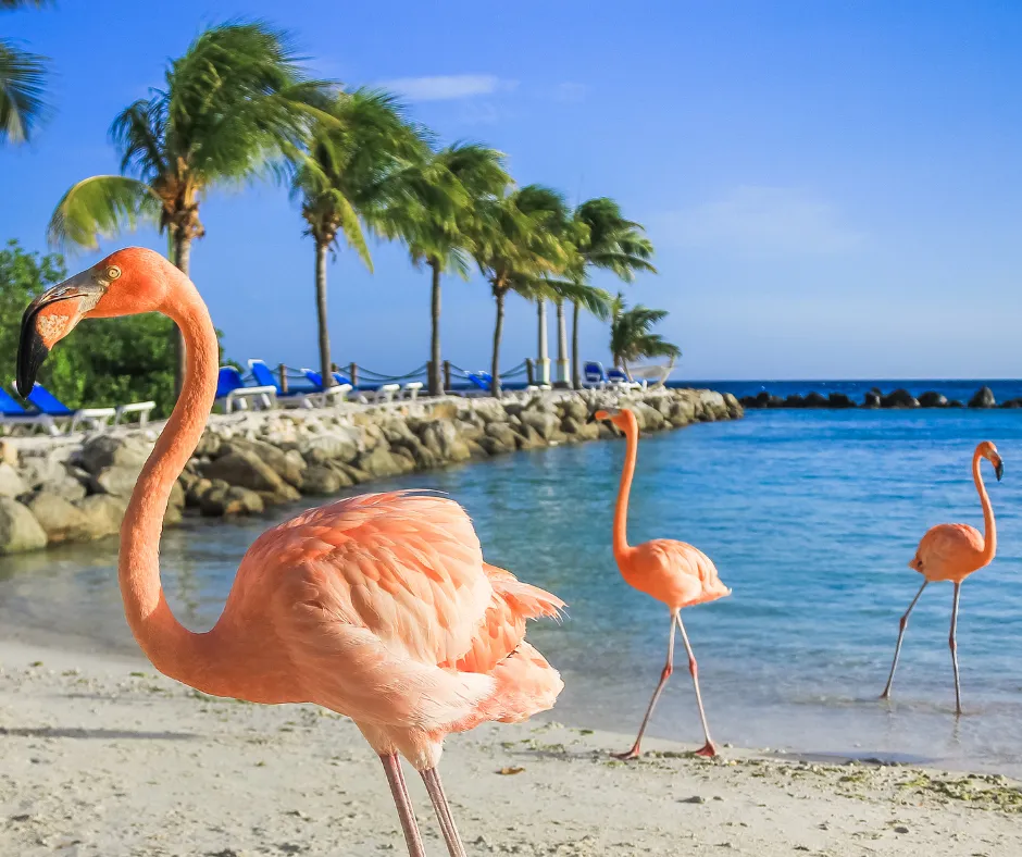 Aruba Travel Photo Gallery | Beaches, Sunsets & Island Vibes