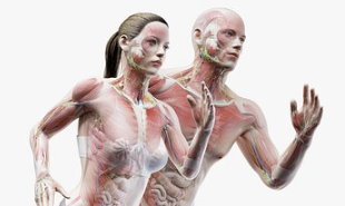 The Noted Anatomist | Discover A Simplified Approach to Master the ...