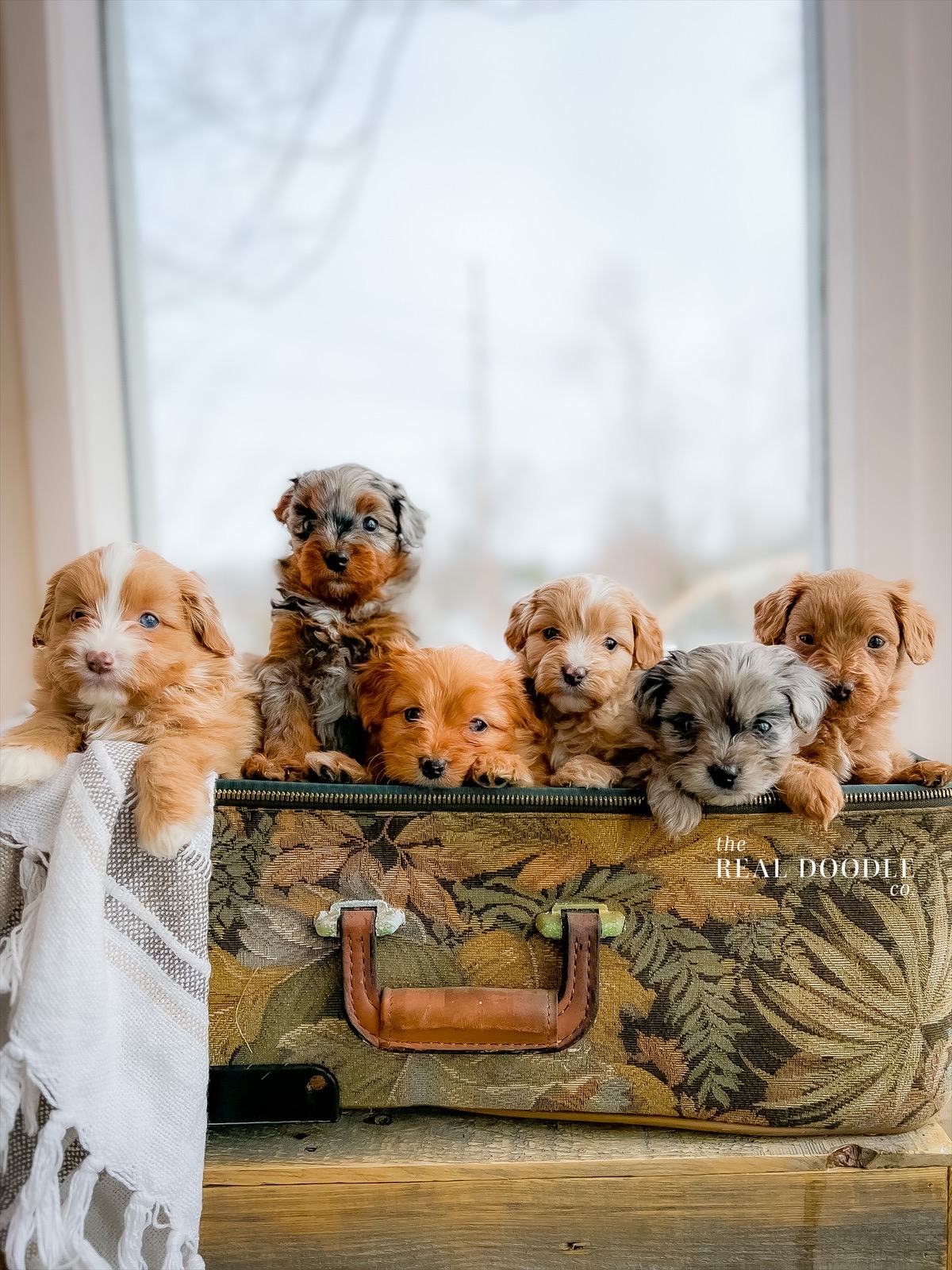 Pomapoo Puppies | Intelligent, Affectionate, and Playful