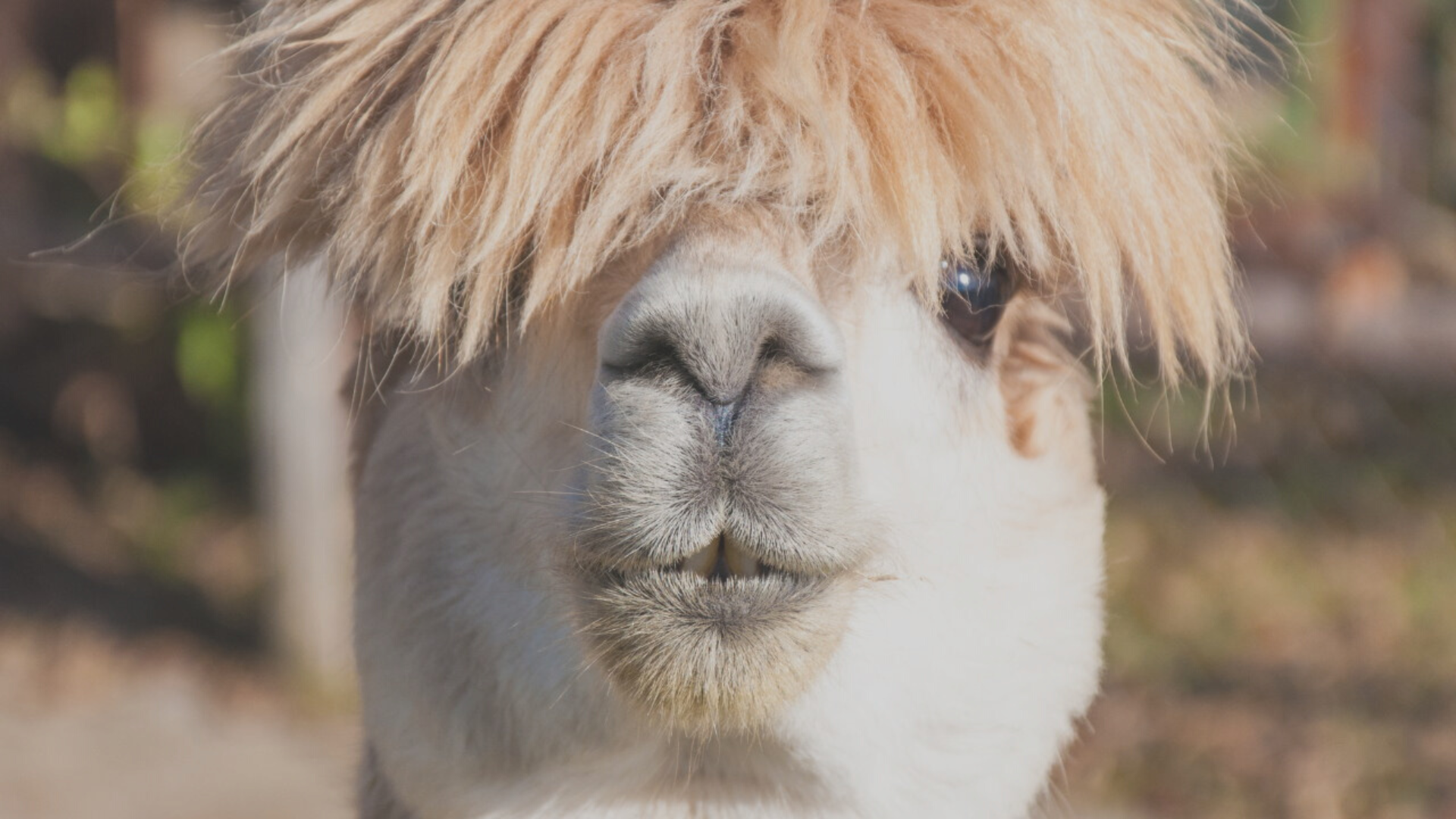 Alpaca Health and Husbandry Course