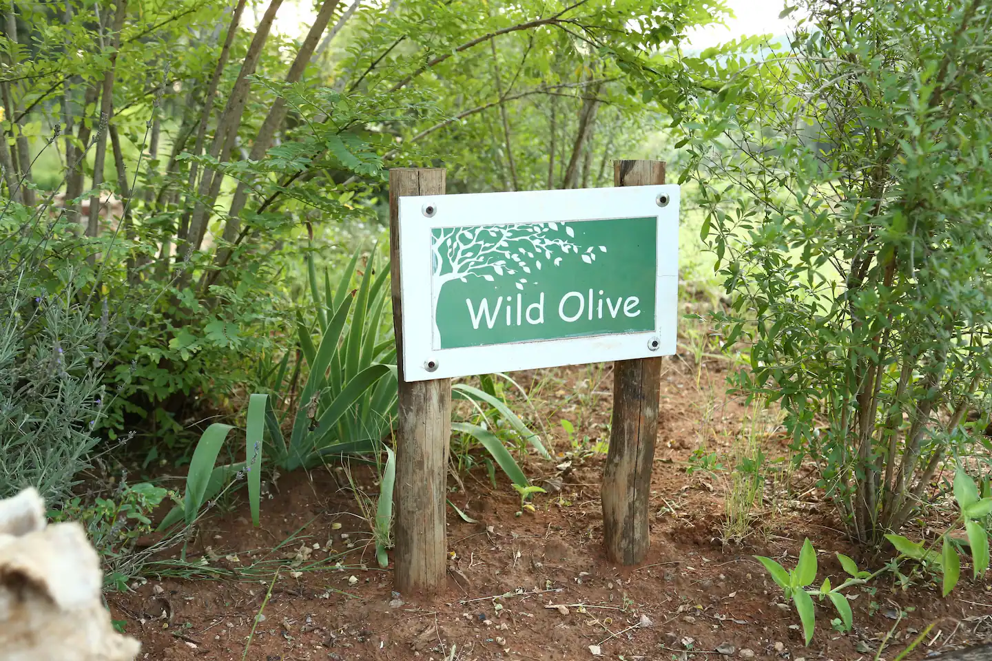 Wild Olive Cottage at Oude Doornbosch | Family-Friendly Off-Grid ...