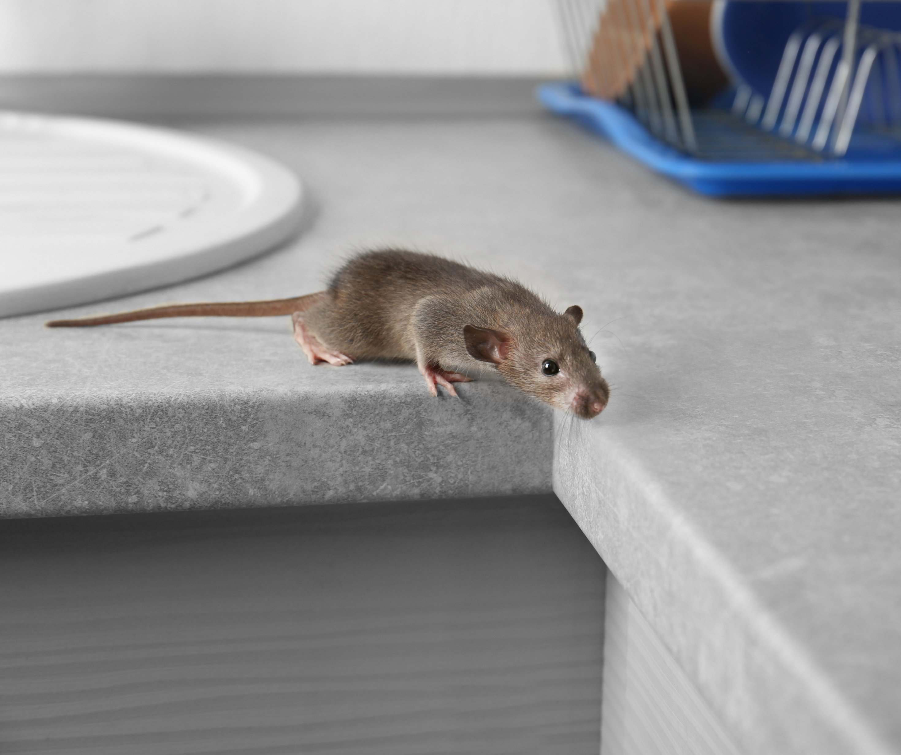Complete Guide to Rodent Proofing Your Home