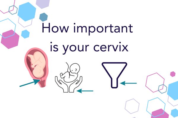 How important is the cervix for labour and birth?