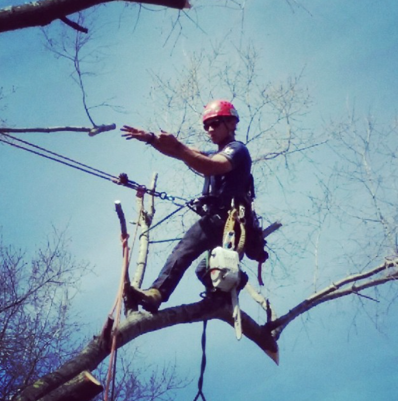 Eco Tree Care
