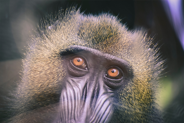 Neurons in Primate Area MSTd Signal Eye Movement Direction Inferred ...