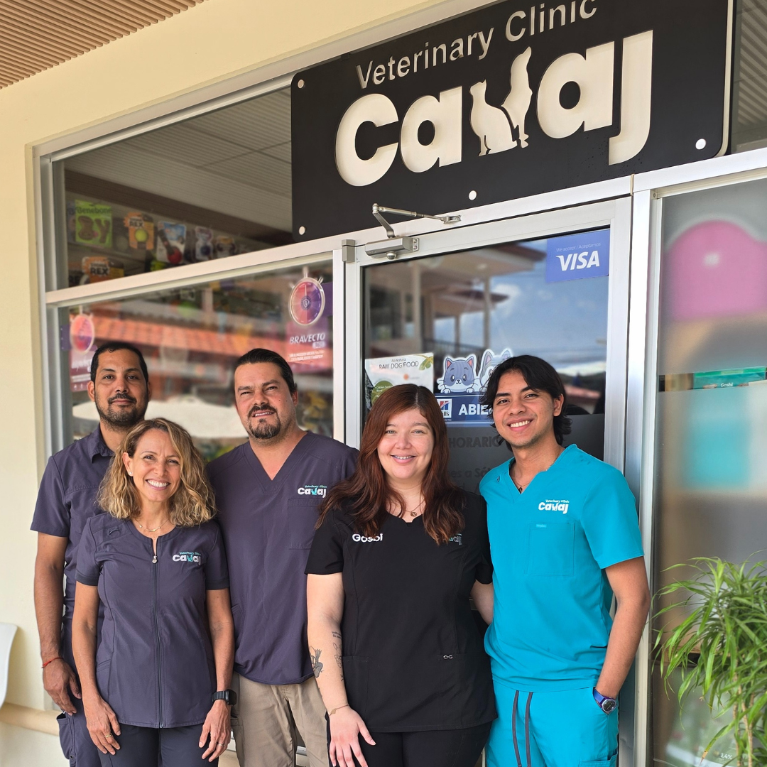 Cavaj Vet | Coming Soon