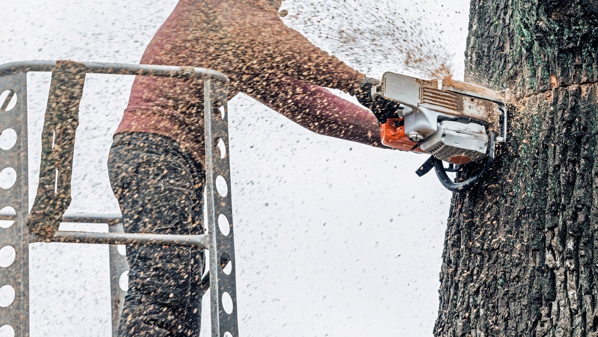 Expert Tree Removal Service in Utah County - Tree Removal Utah