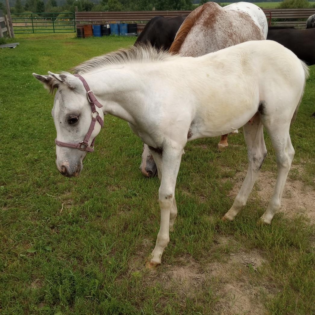 SGA Ghost Commander | Future GAP 5 Foundation Appaloosa Stallion