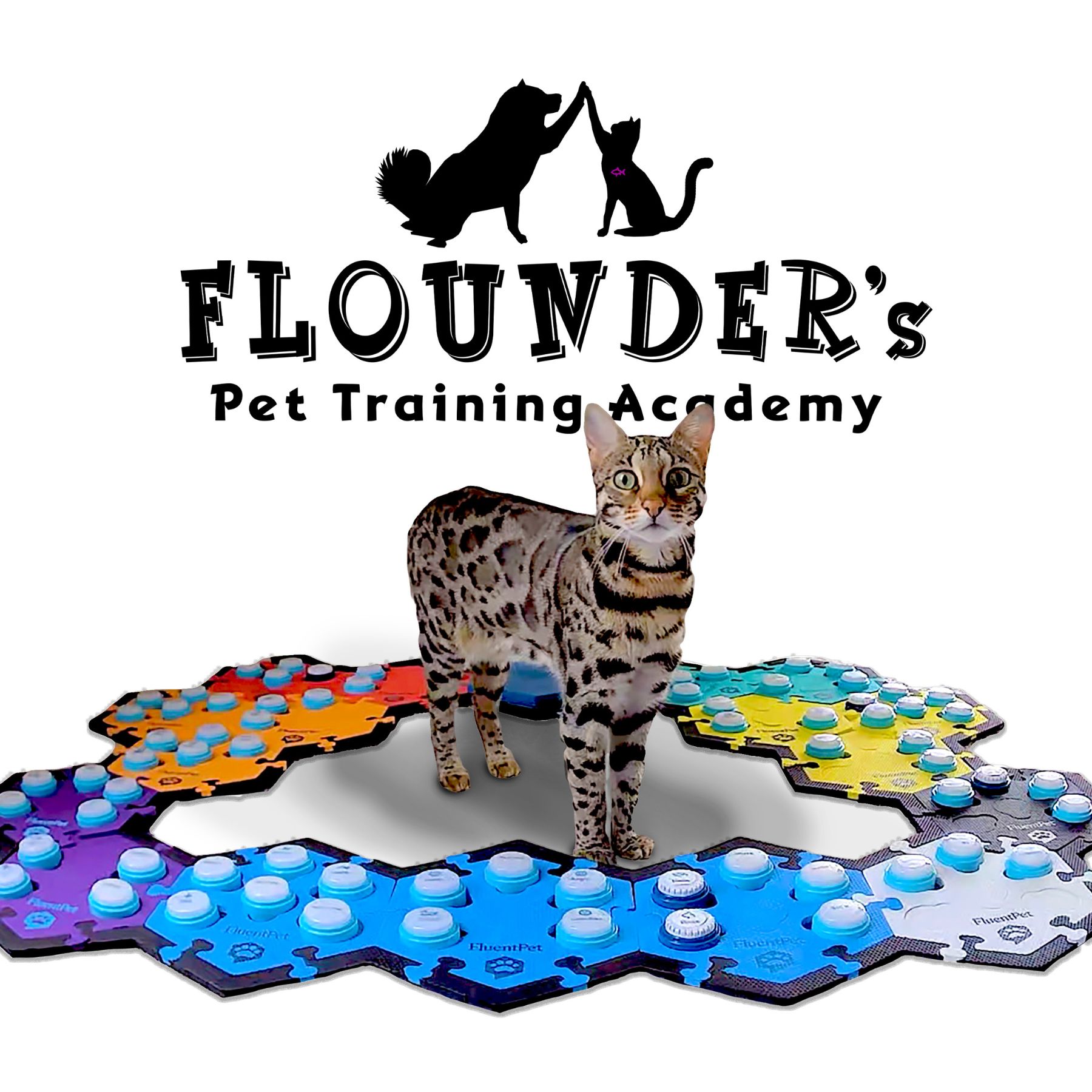 Expert Cat Trainer & Pet Behavior Solutions | Flounder's Pet Training