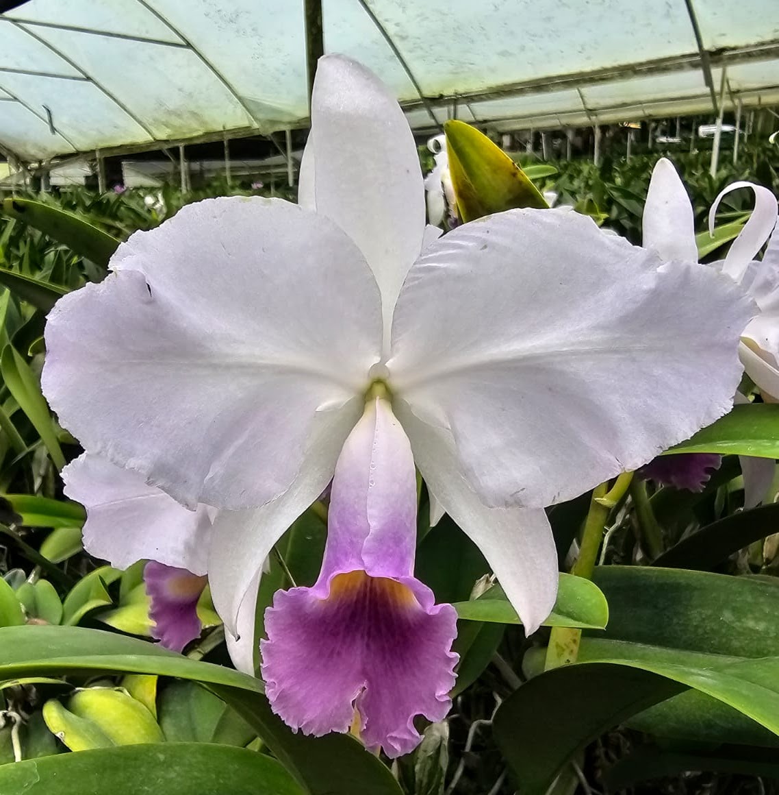 Cattleya Trianae