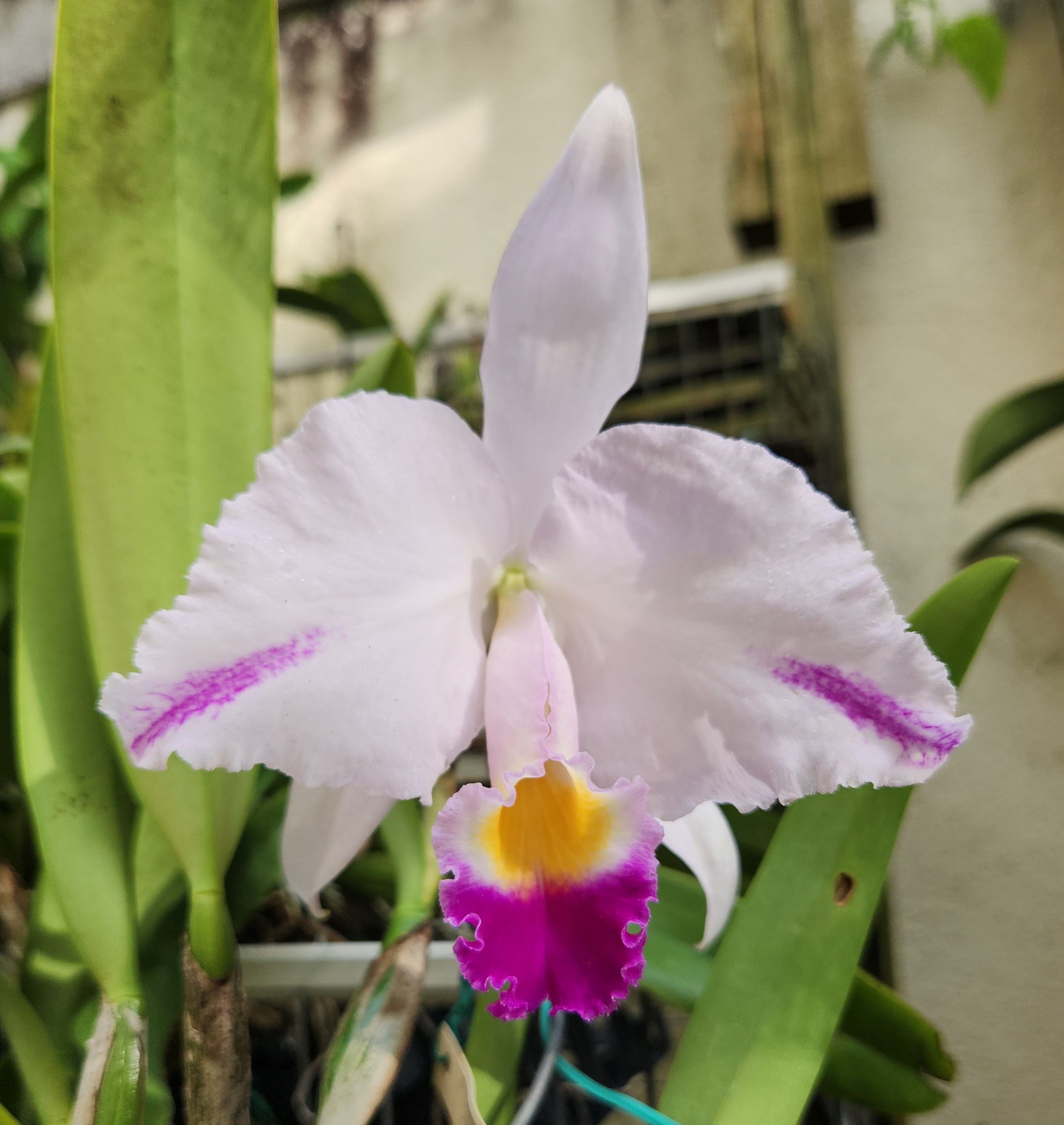cattleya trianae splash