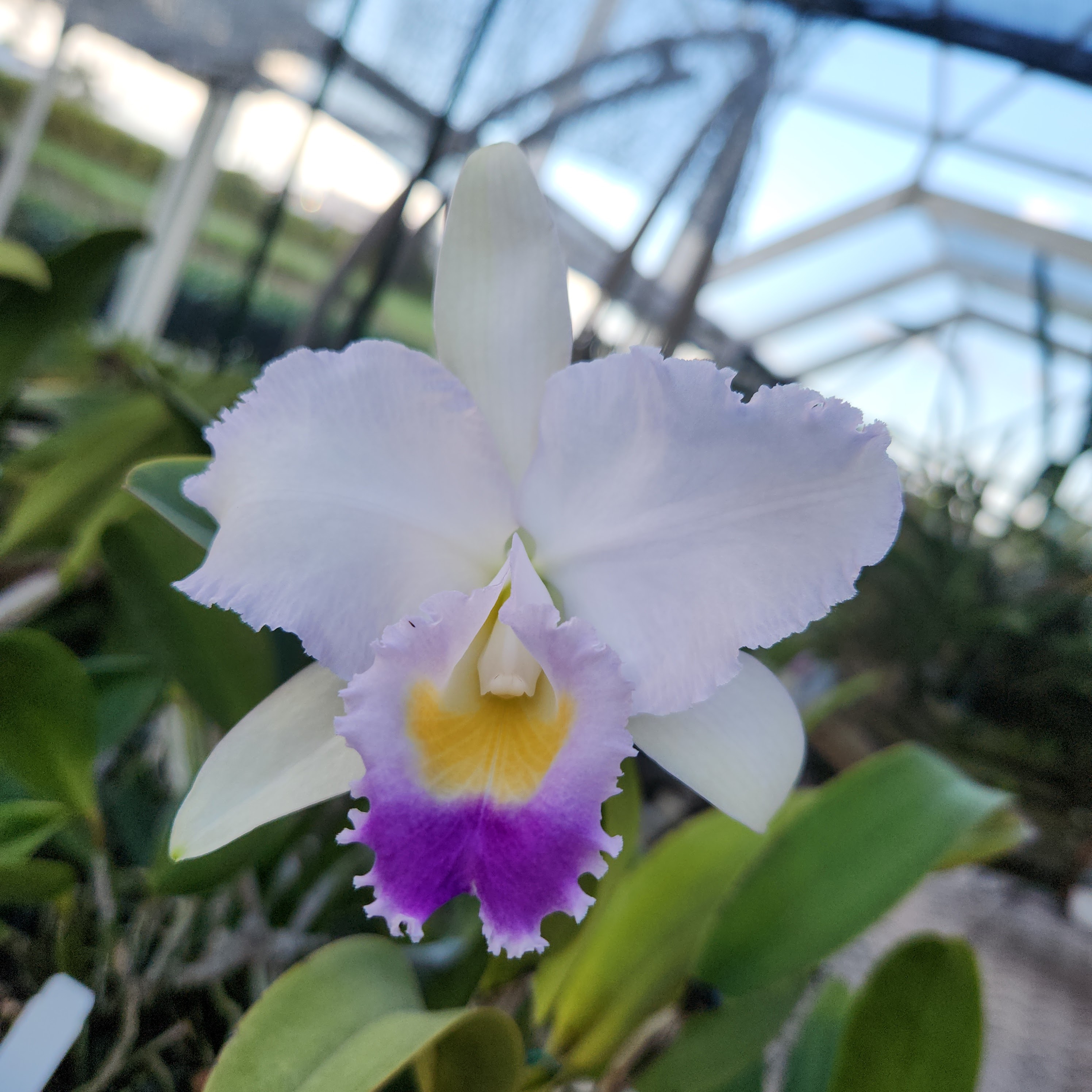 Cattleya trianae coerulea