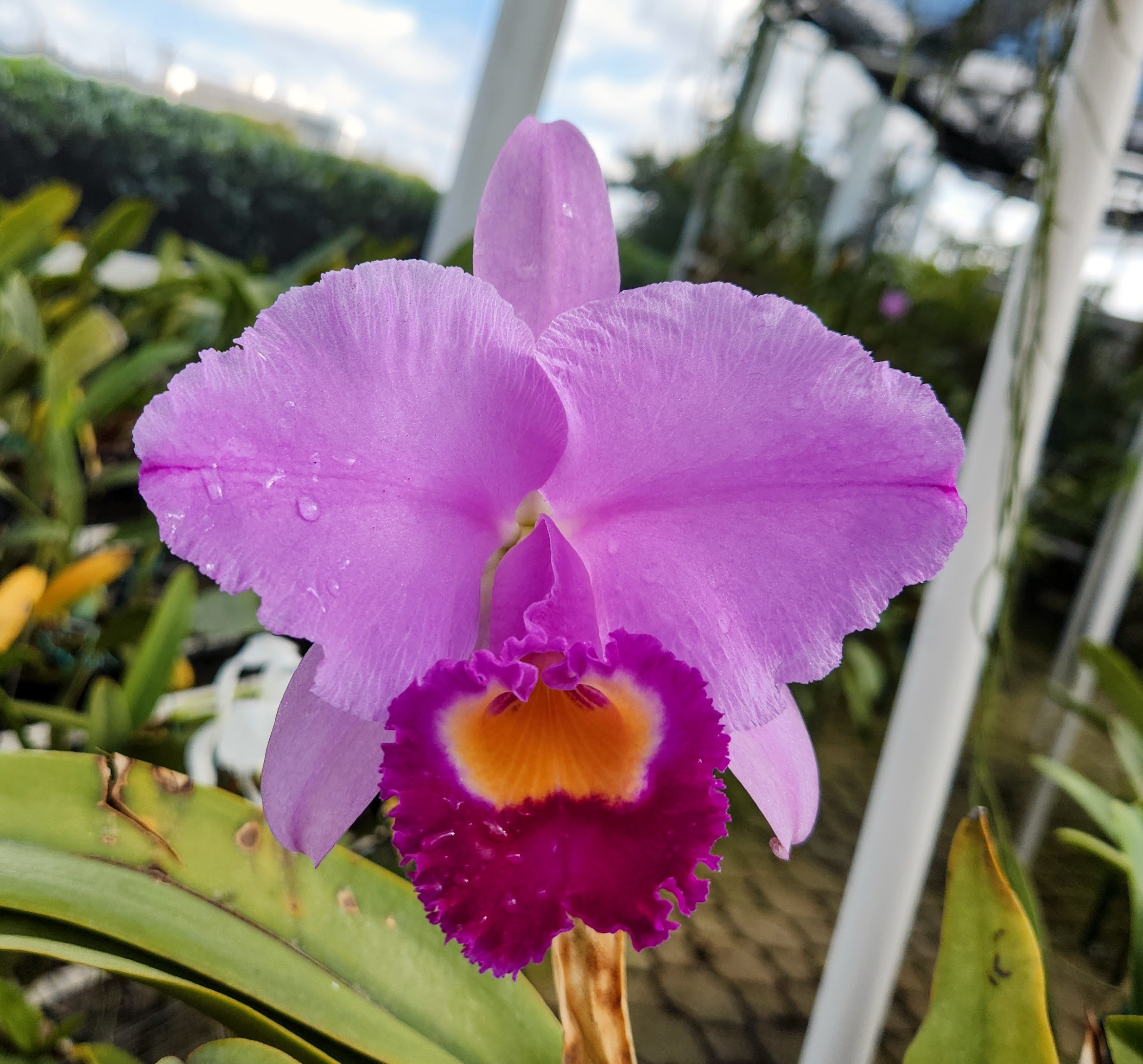cattleya trianae, colombian cattleyas