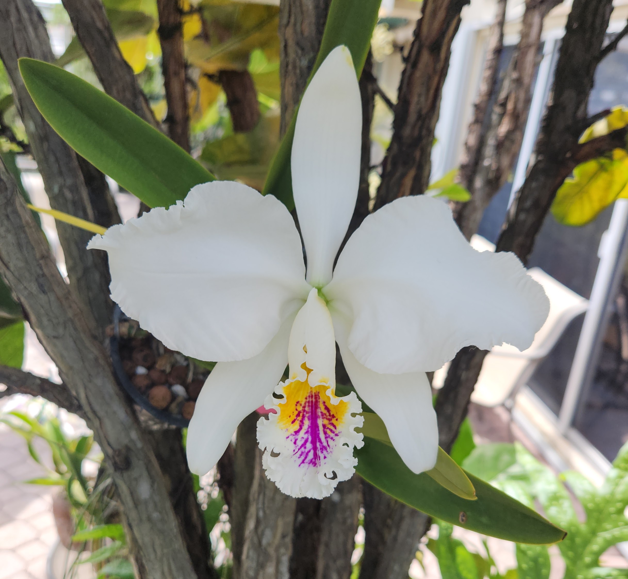 cattleya mossiae, venezuelan cattleyas