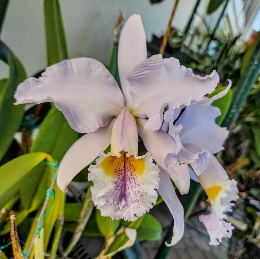 Cattleya mossiae coerulea