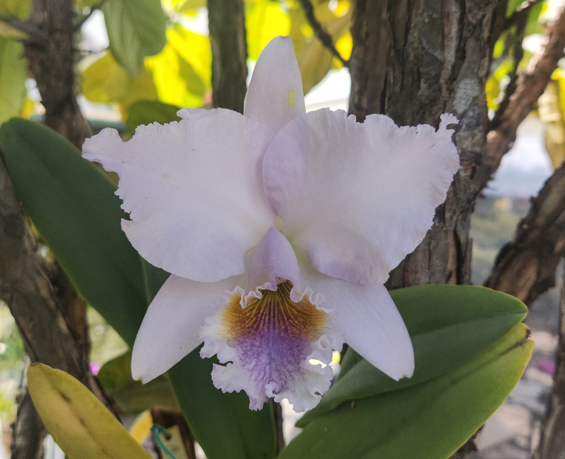 cattleya mossiae coerulea