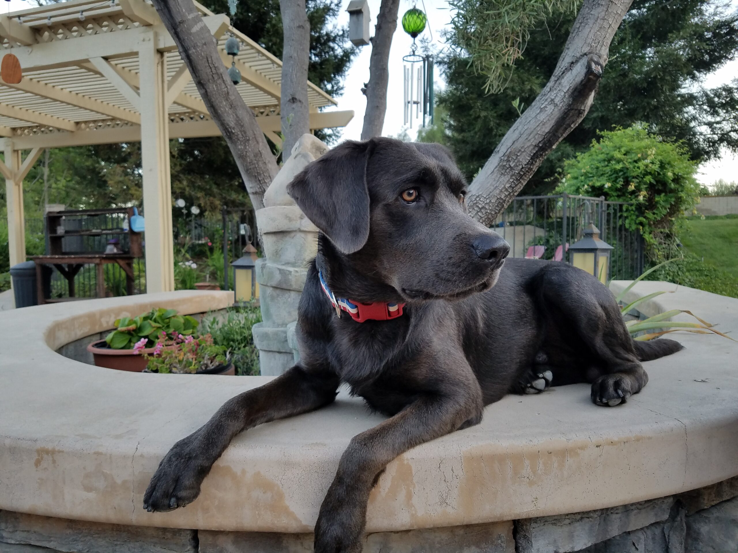 Explore Heartwarming Heroic Tales: The VIP Dog Teams Blog